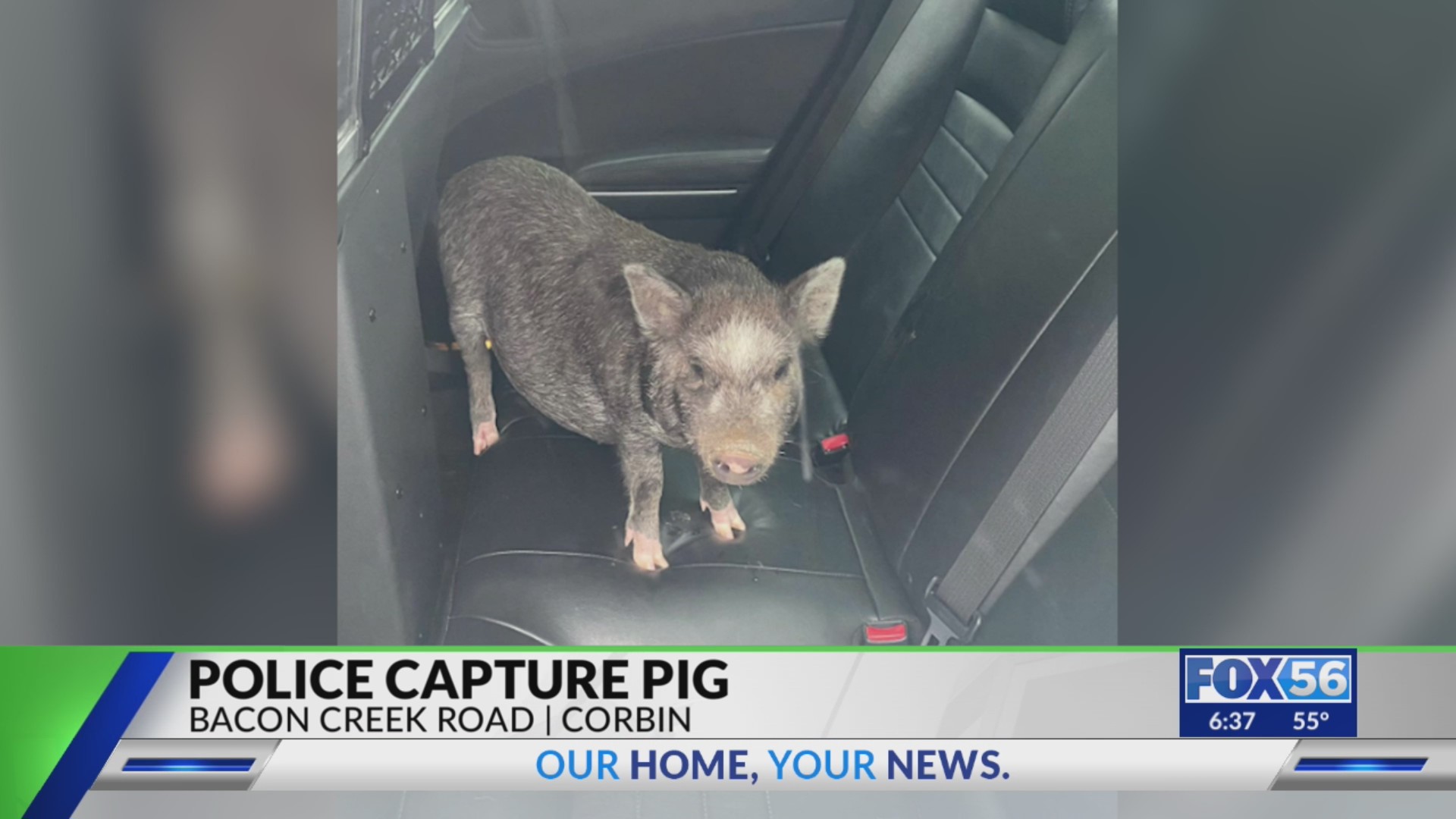 Corbin police capture pig – FOX 56 News