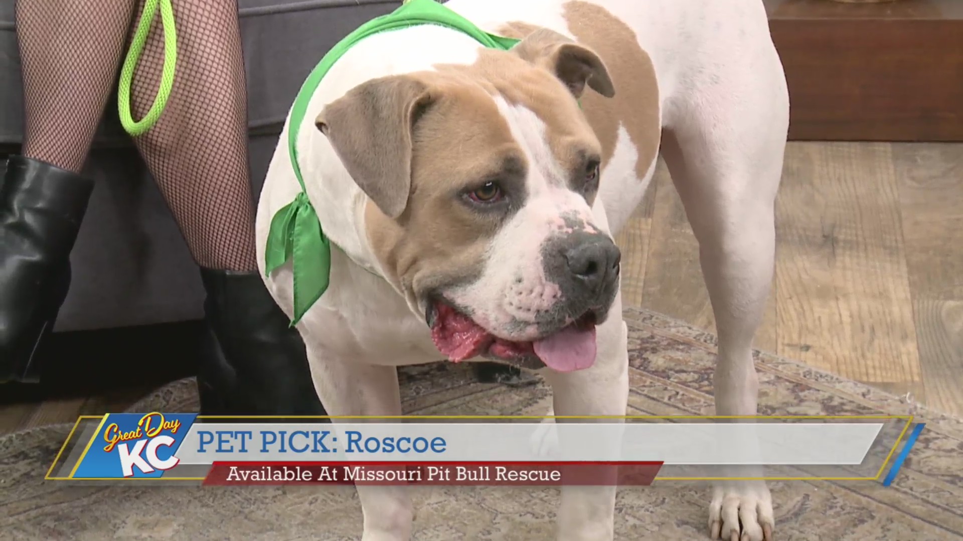 PET PICK: Roscoe – FOX 4 Kansas City WDAF-TV | News, Weather, Sports