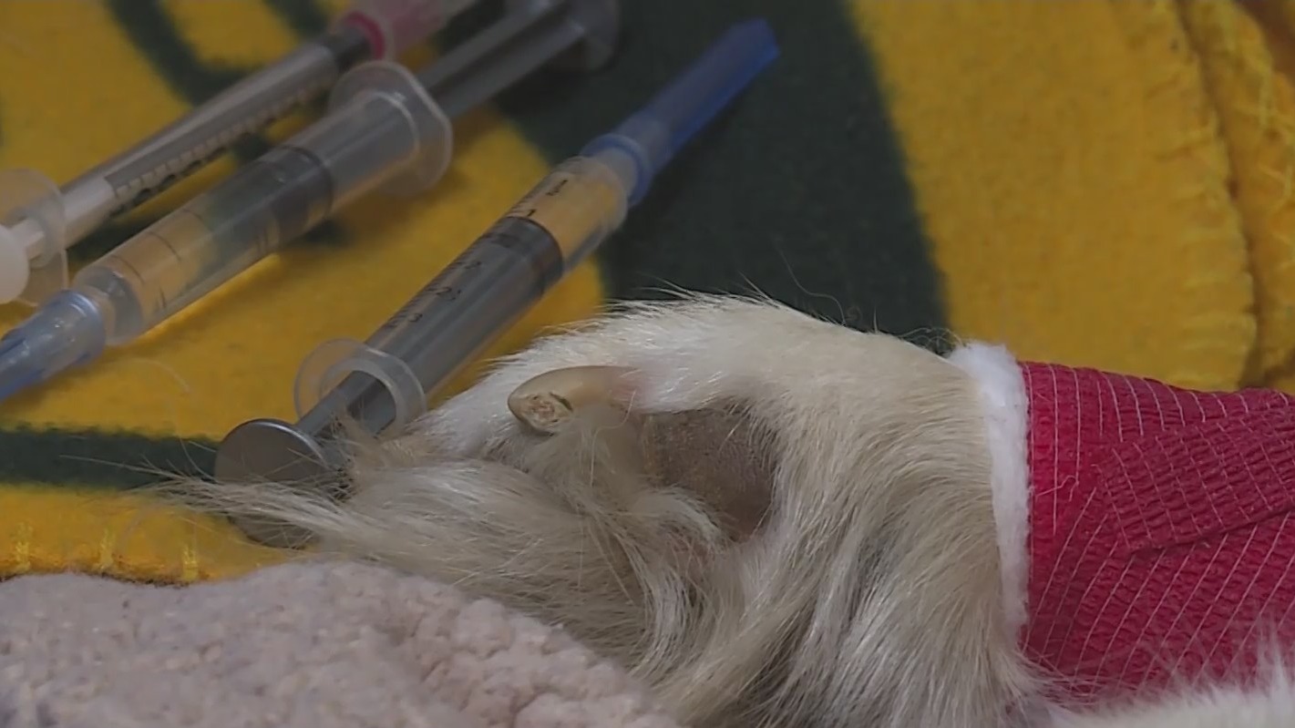 ‘We did use Narcan’: Portland vet hospital records more dogs exposed to ...