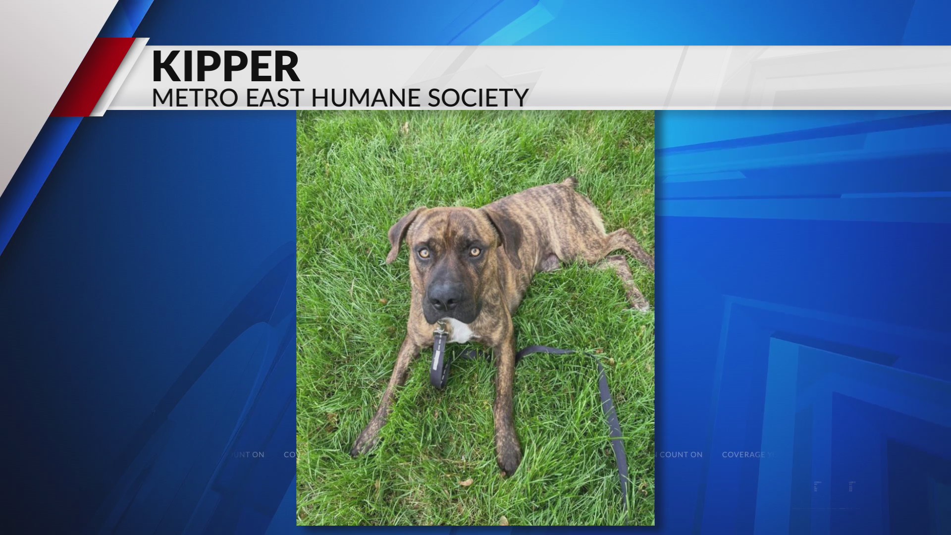 Pet of the Week: Kipper – FOX 2
