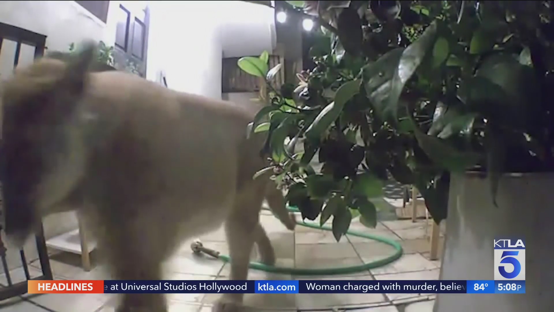 Boy bitten by mountain lion, now concerned about rabies – KTLA