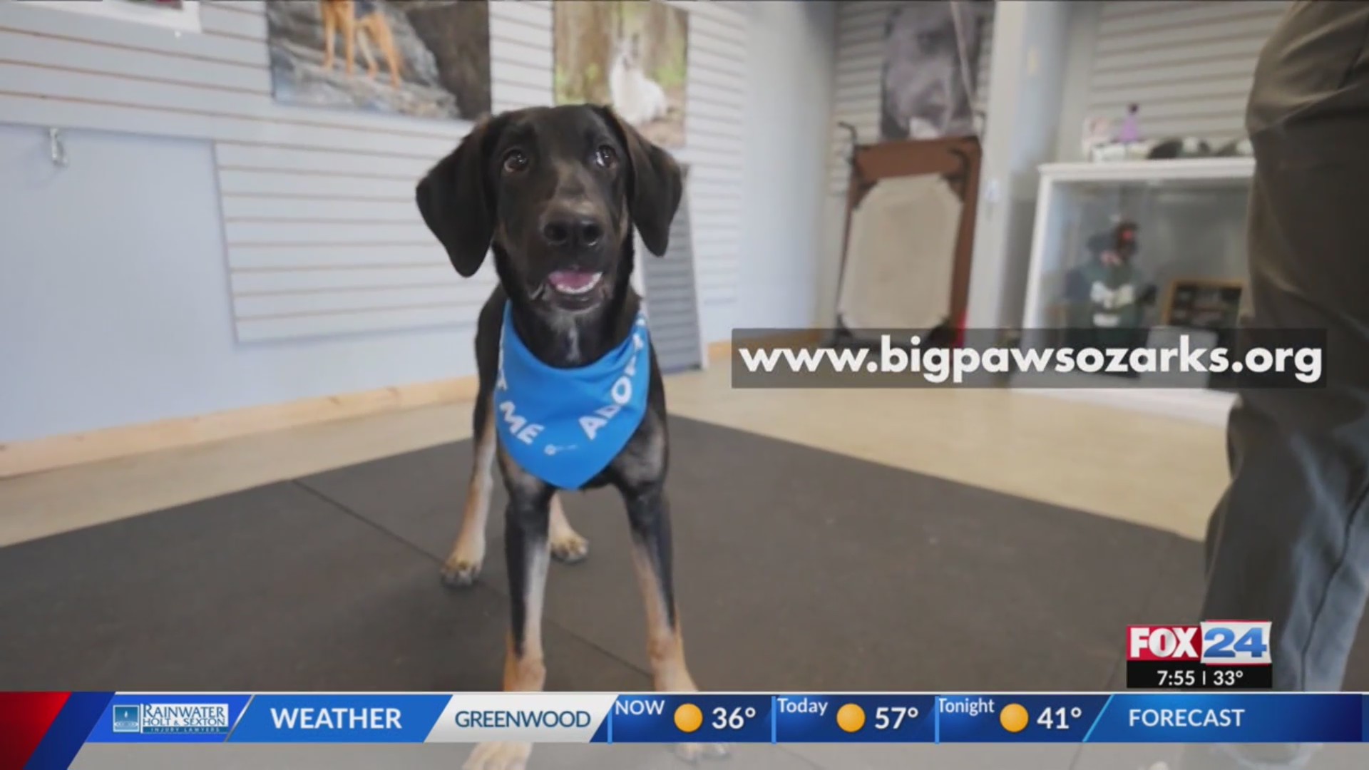 Purina Presents: Meet Bowser in Pet of the Week – KNWA FOX24