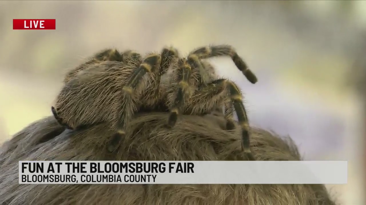 CDE Exotics features slithering snakes and fuzzy tarantulas at the fair ...