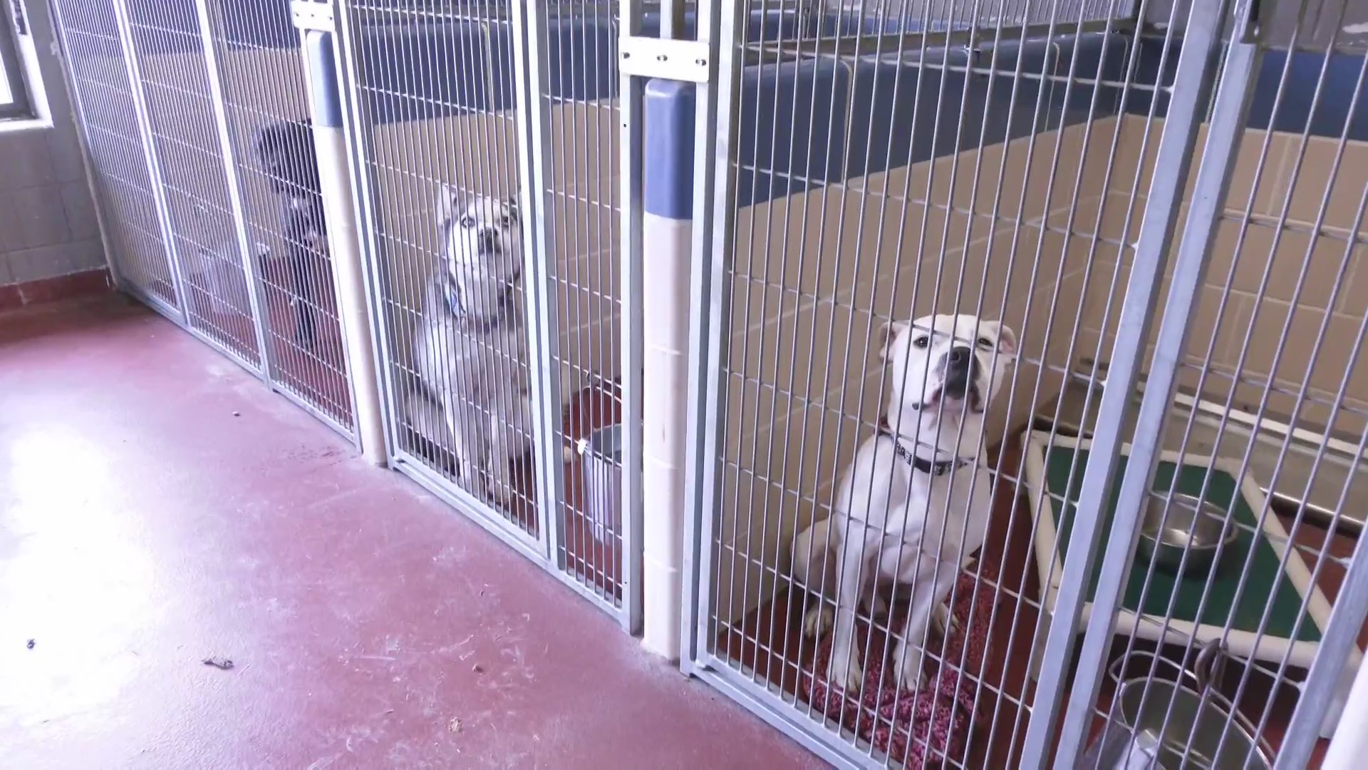 Rockford animal shelter holding adoption event to clear kennels before ...