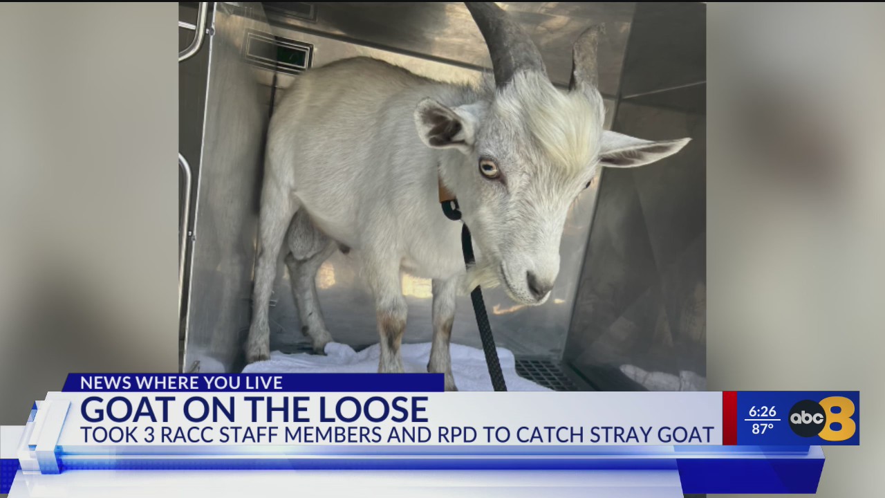 Goat on the loose – WRIC ABC 8News