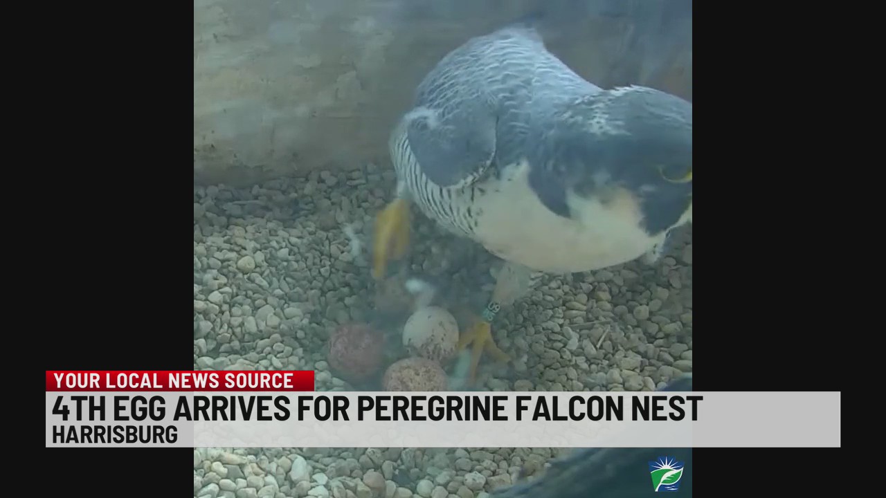 Falcon lays fourth egg on Harrisburg’s Rachel Carson Building – ABC27