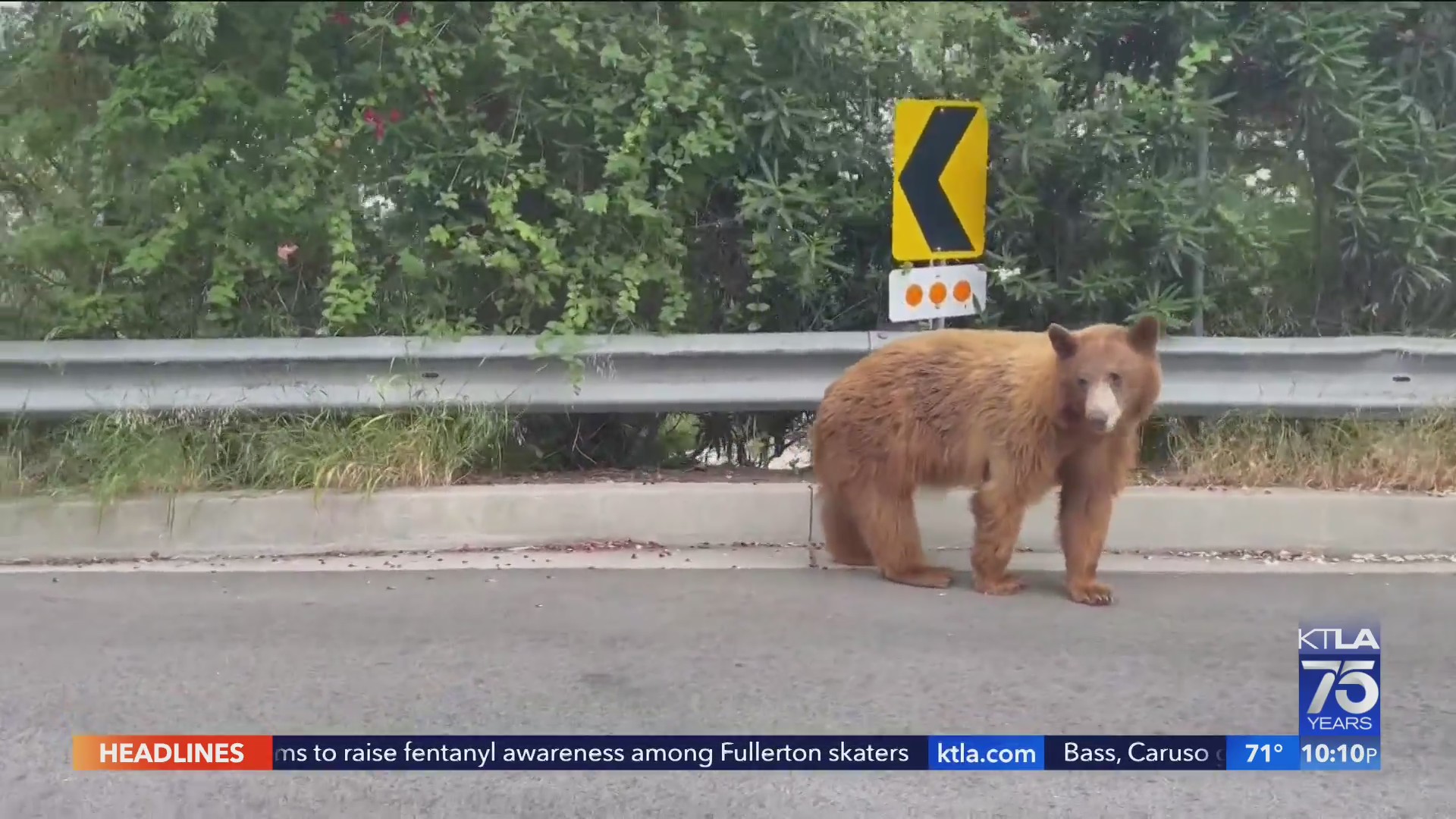 Mt. Wilson hikers have close encounter with a bear – KTLA