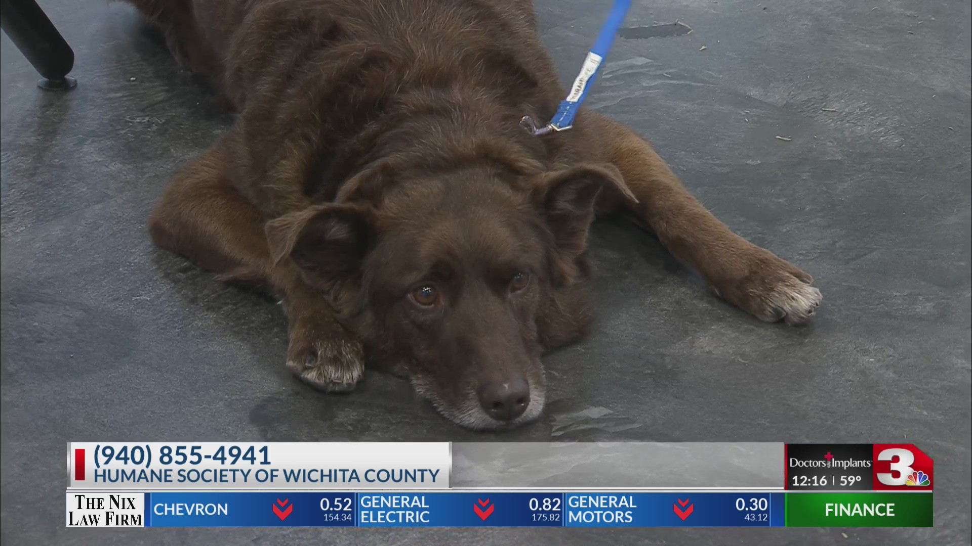 Humane Society of Wichita County: Meet Twig – Texomashomepage.com