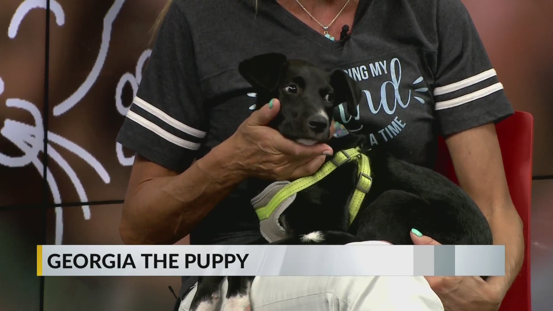 FURRY FRIDAY: Meet Georgia the Puppy – KX NEWS