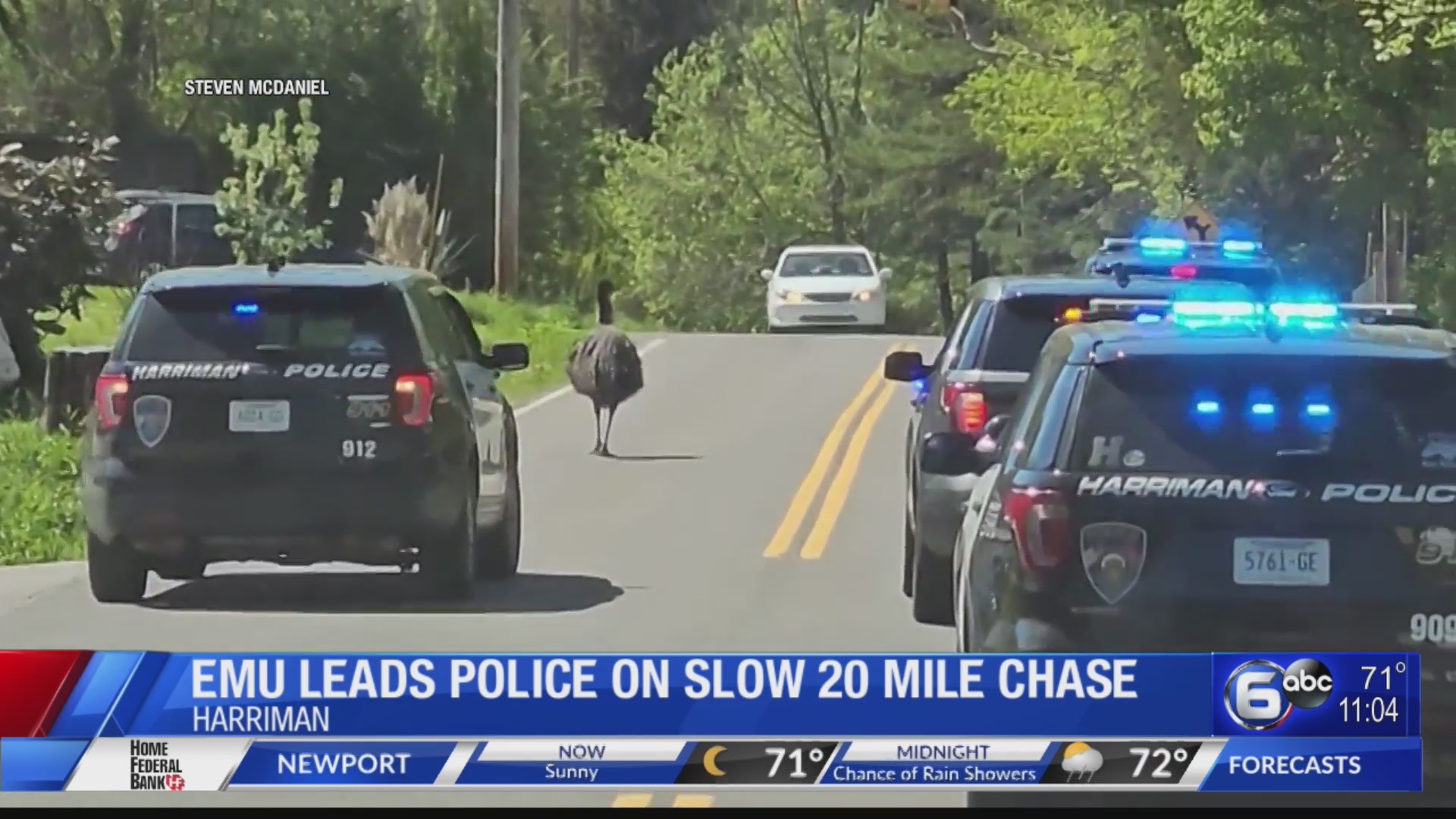 Emu leads police on chase in Harriman – WKRN News 2