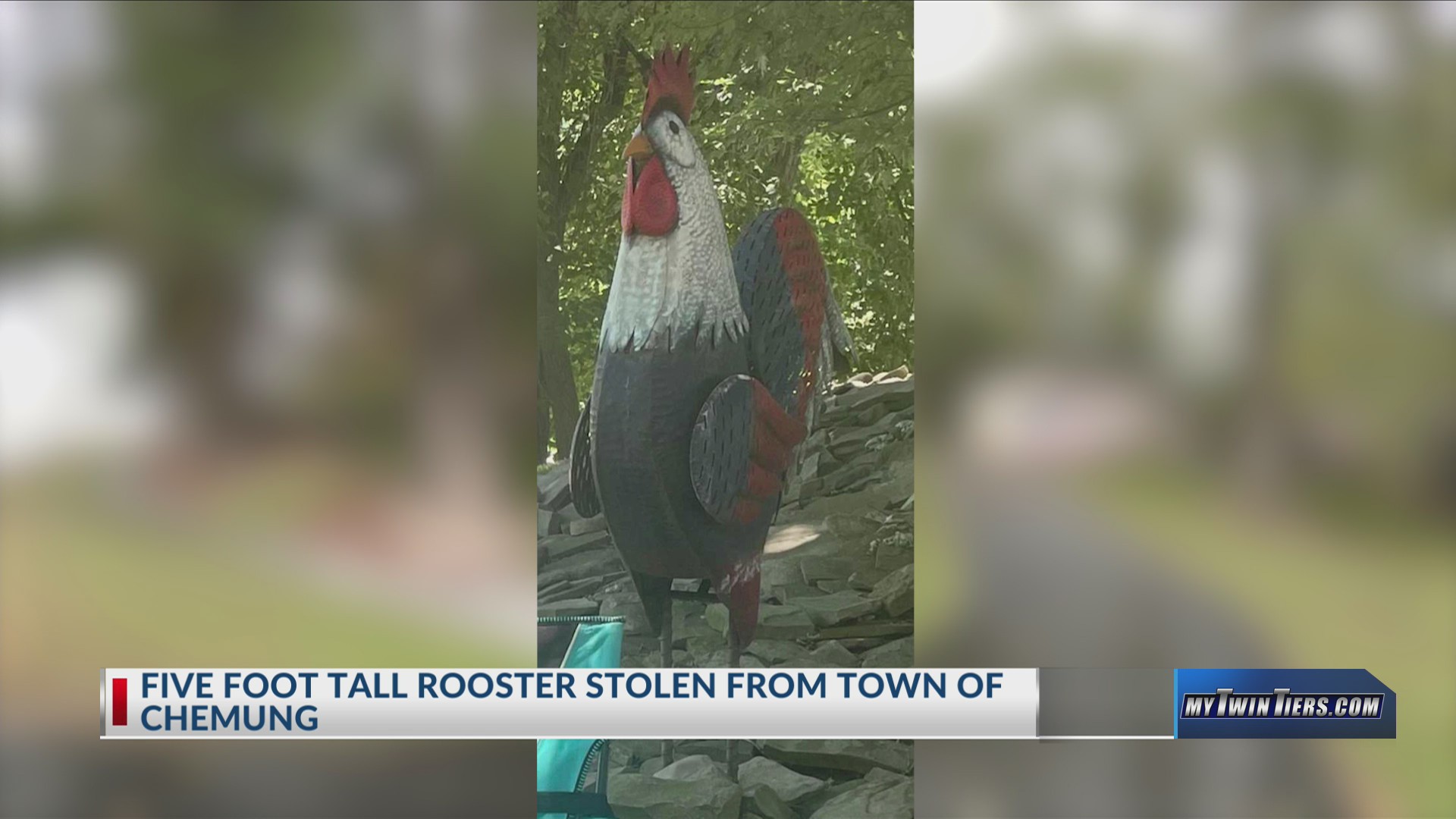 5 foot rooster reported missing from a Chemung home – WETM ...