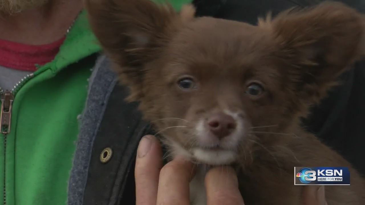 Pets for Life helps keep dogs and cats in loving homes – KSN-TV