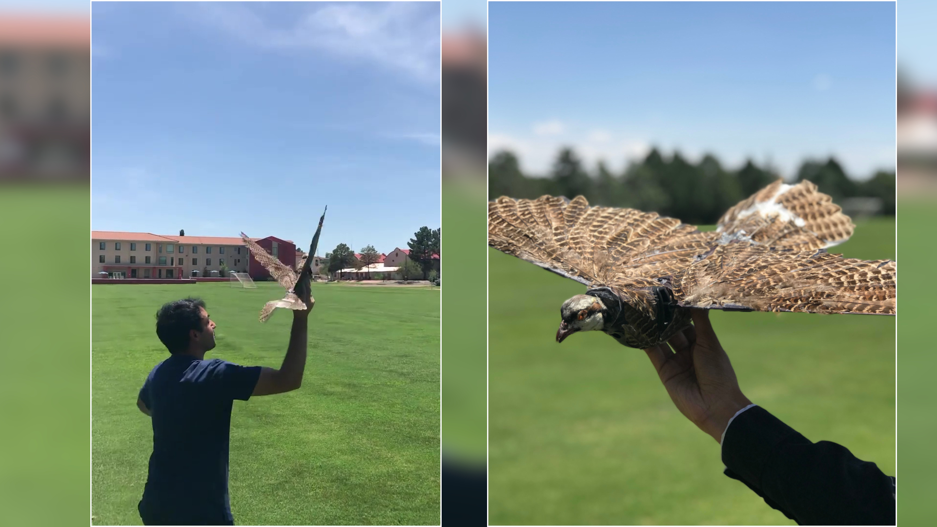 Drones built in taxidermy birds for New Mexico Tech research | EXTENDED ...