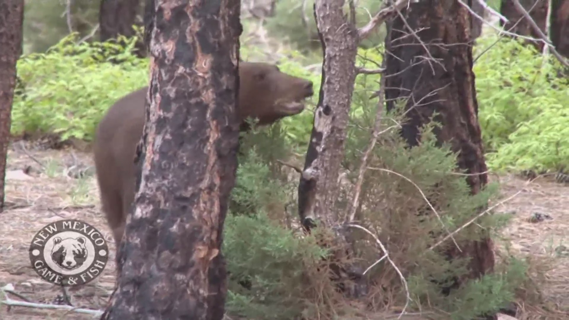 Game and Fish asking for public comment on bear hunting license ...