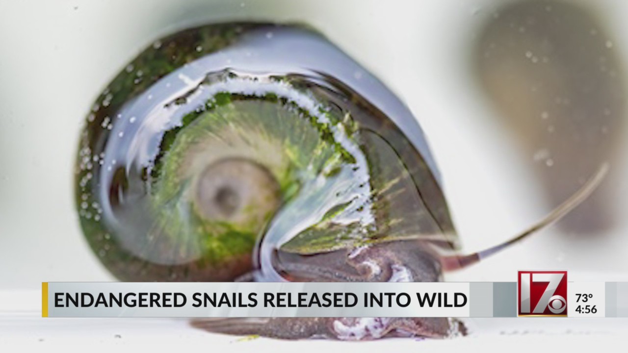2,000 endangered snails released in North Carolina pond after 20 years ...