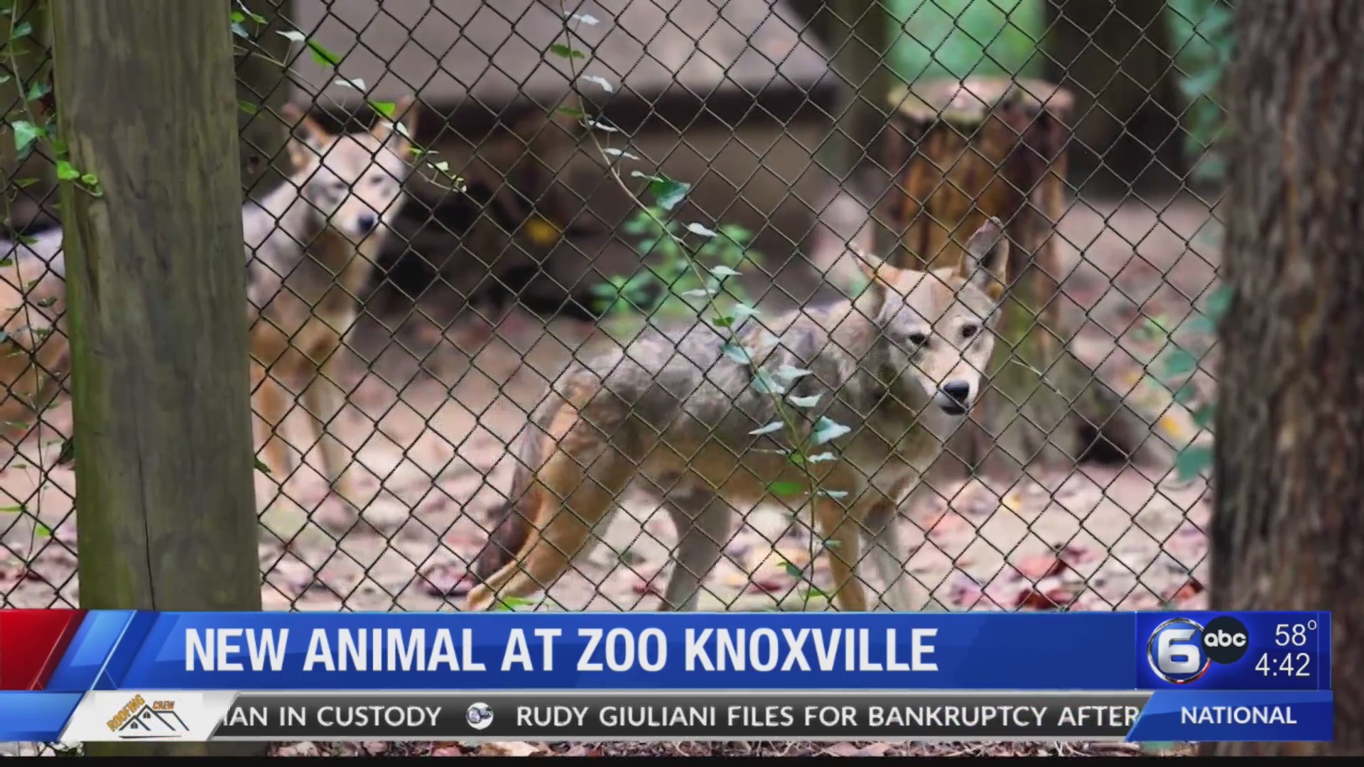 New animal at Zoo Knoxville – WATE 6 On Your Side