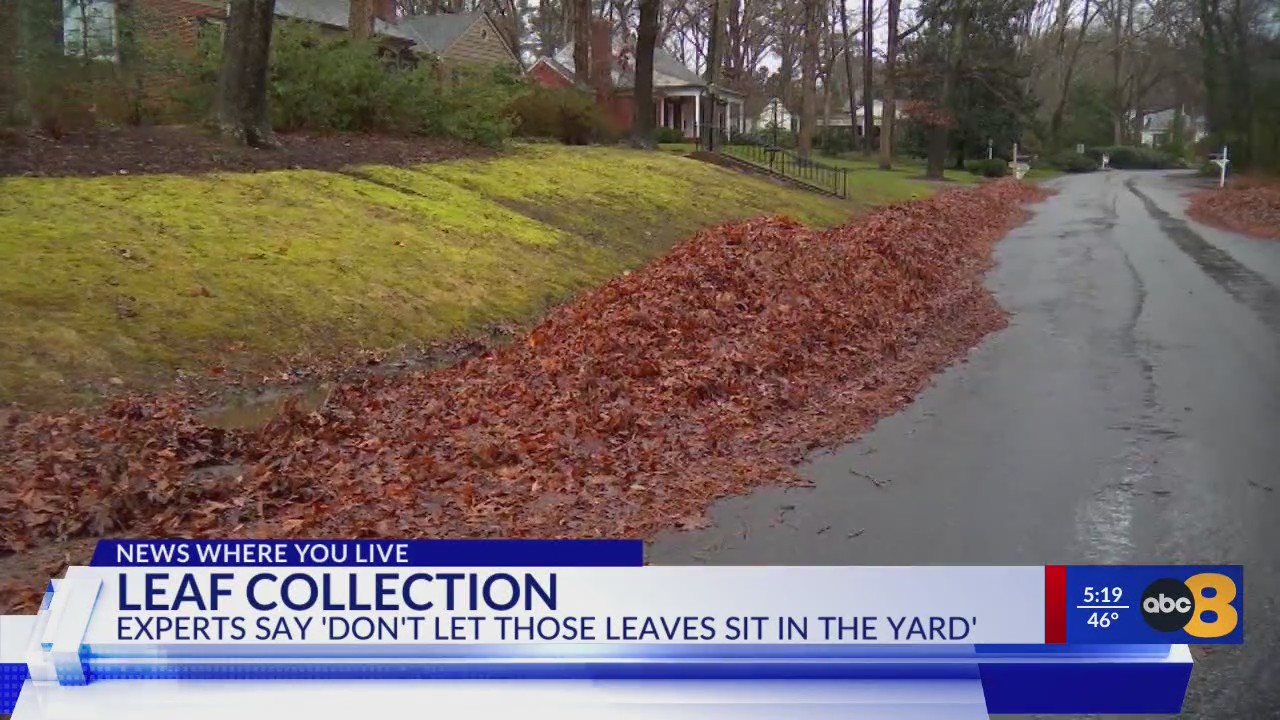 Here are the most environmentally impactful ways to recycle leaves this ...
