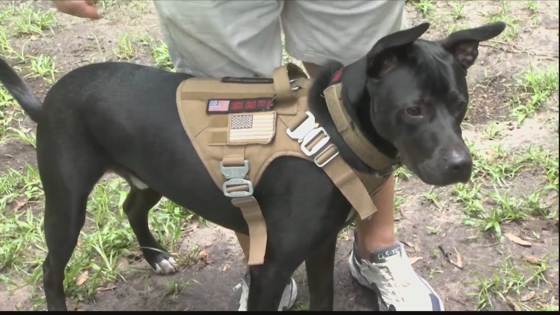 Local dog protects family, helps police capture suspect – WSAV-TV