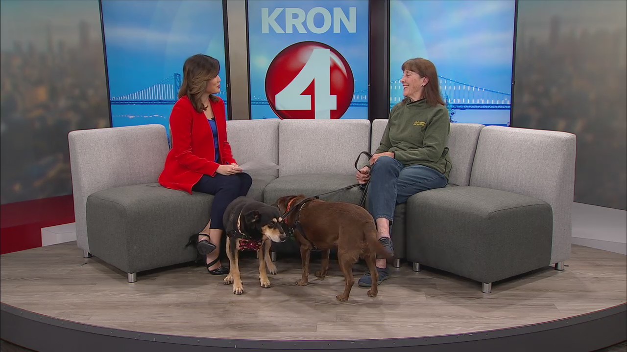 National Saving Senior Dogs Week: Meet the Bay Area dogs available for ...