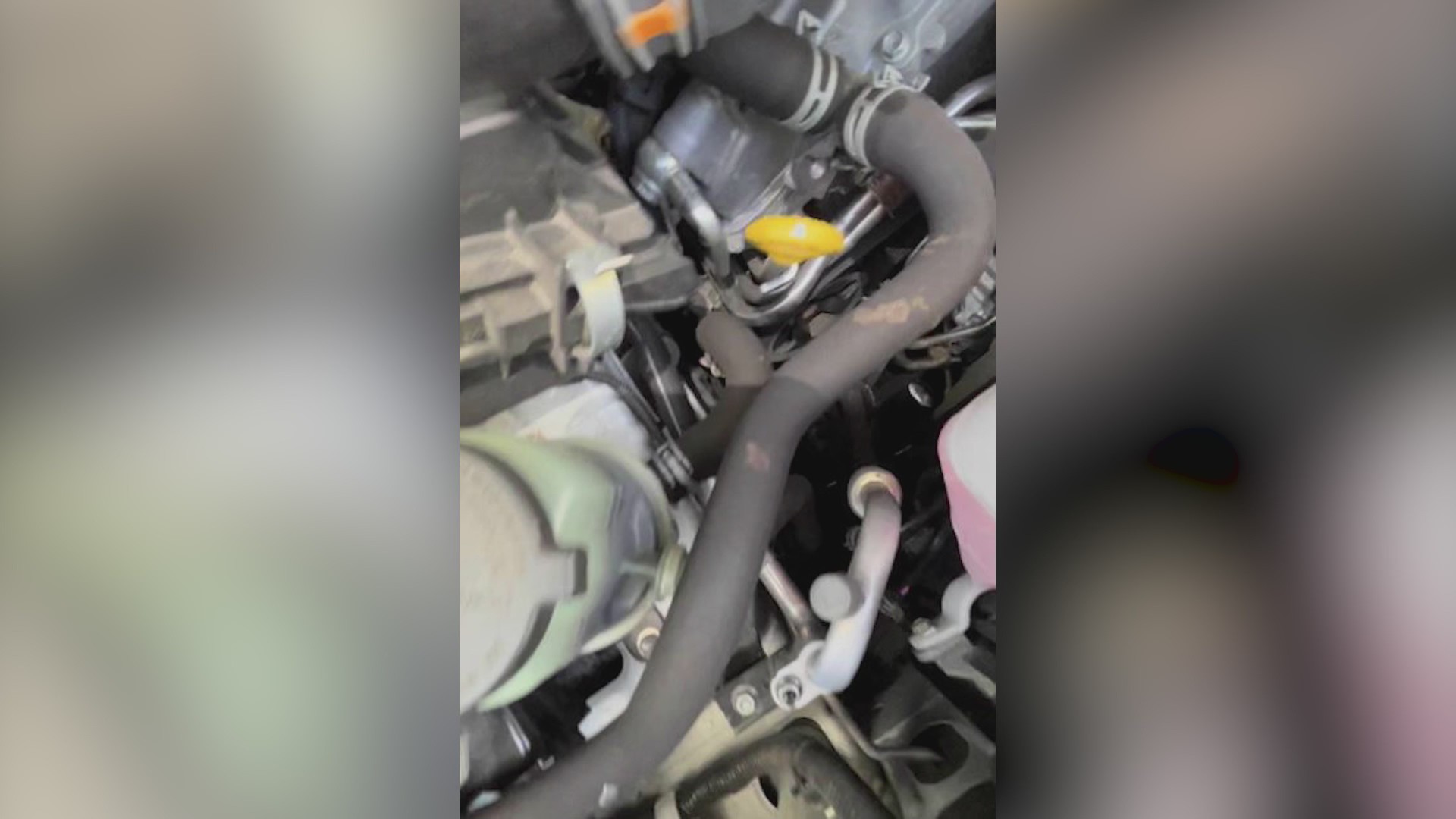 6-foot snake found in SUV engine compartment in Chesterfield – WAVY.com