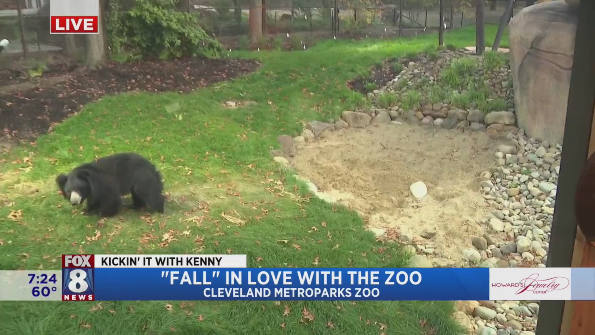 Get immersed in new bear exhibit at Susie’s Bear Hollow – Fox 8 ...