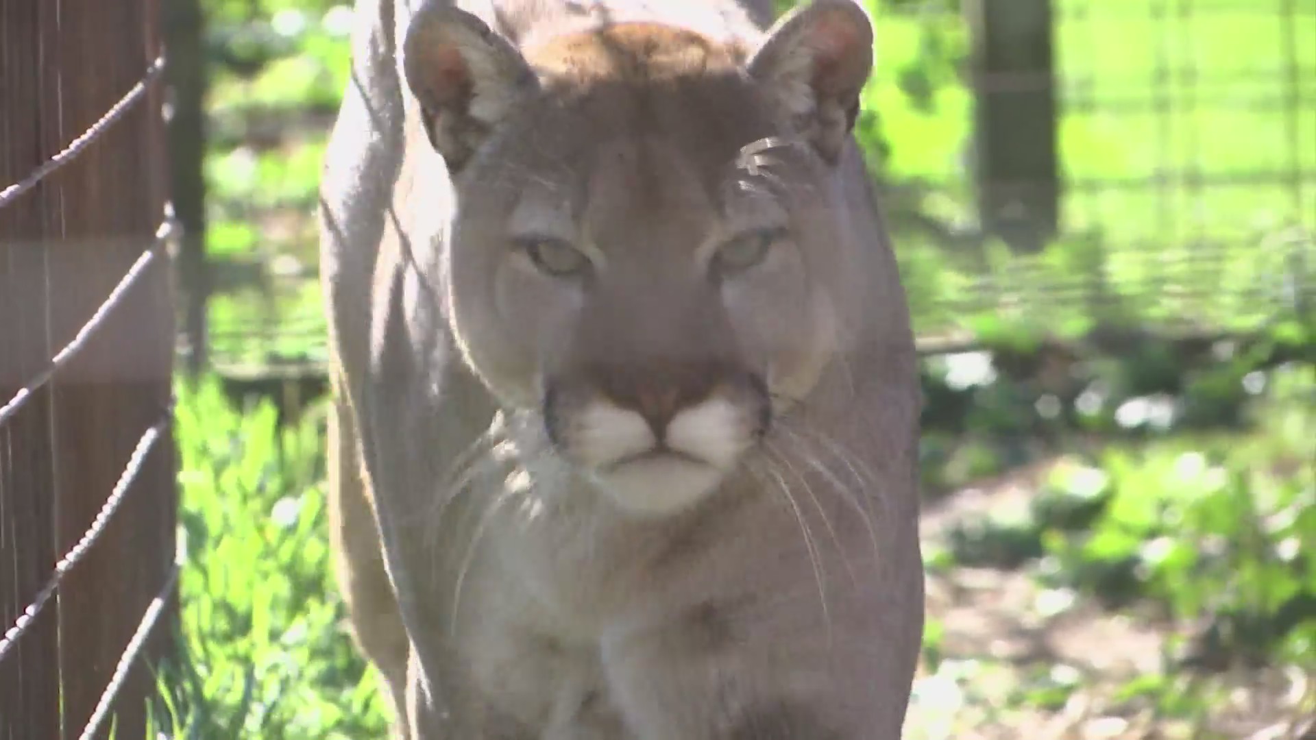 Mountain Lion killed in Illinois was 8th sighting in 20 years ...