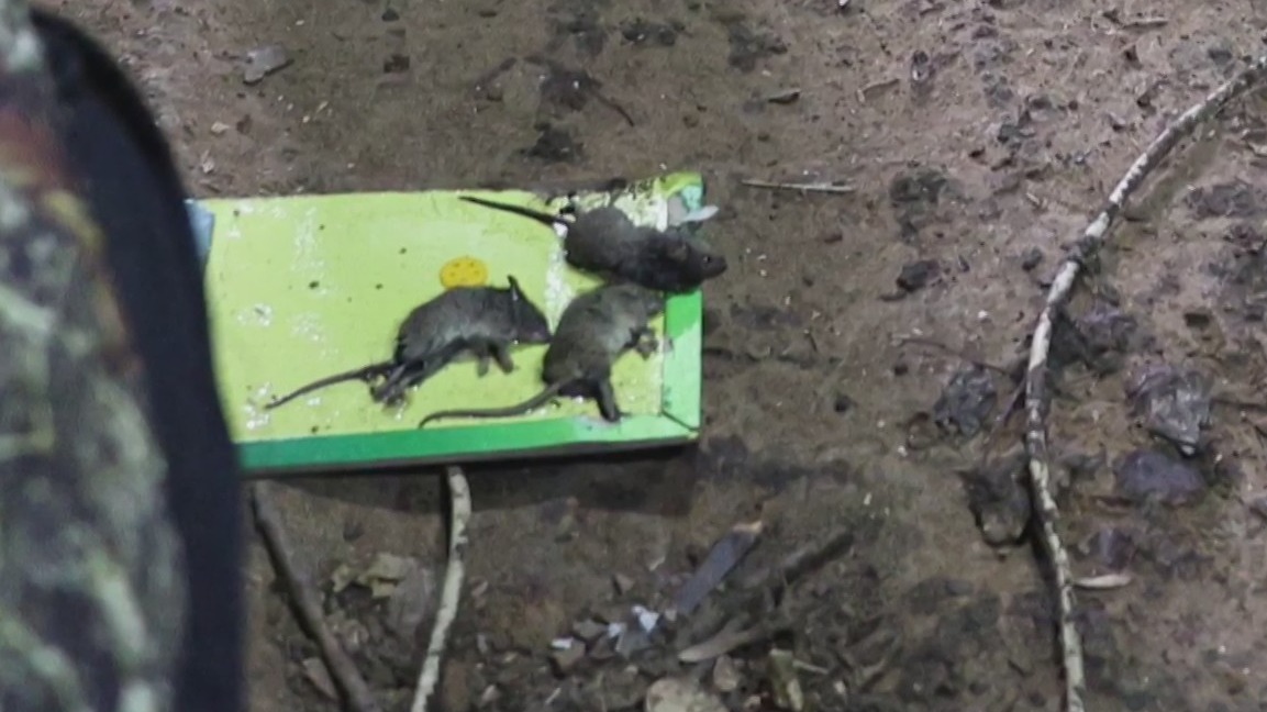 Ukrainian soldiers developing ‘mouse fever’ | NewsNation Prime – NewsNation