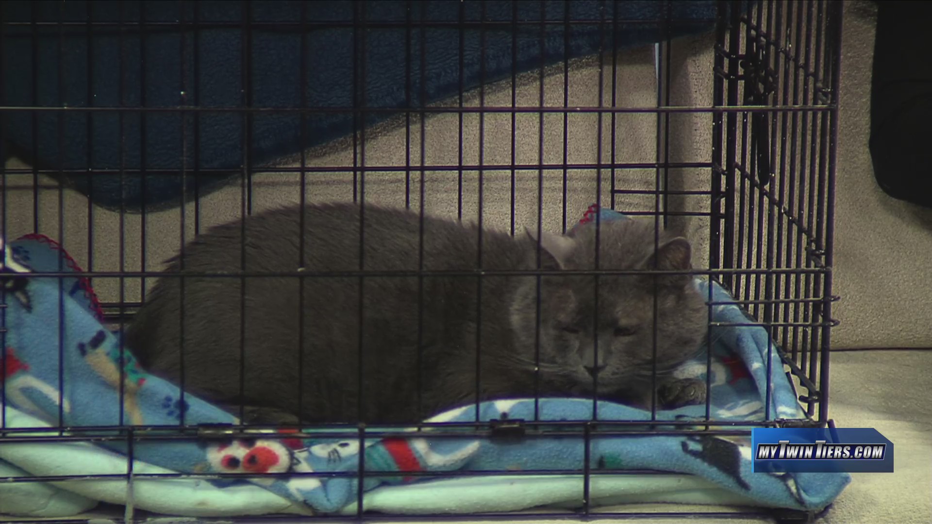 Pet of the Week: Greg, Animal Care Sanctuary – WETM – MyTwinTiers.com