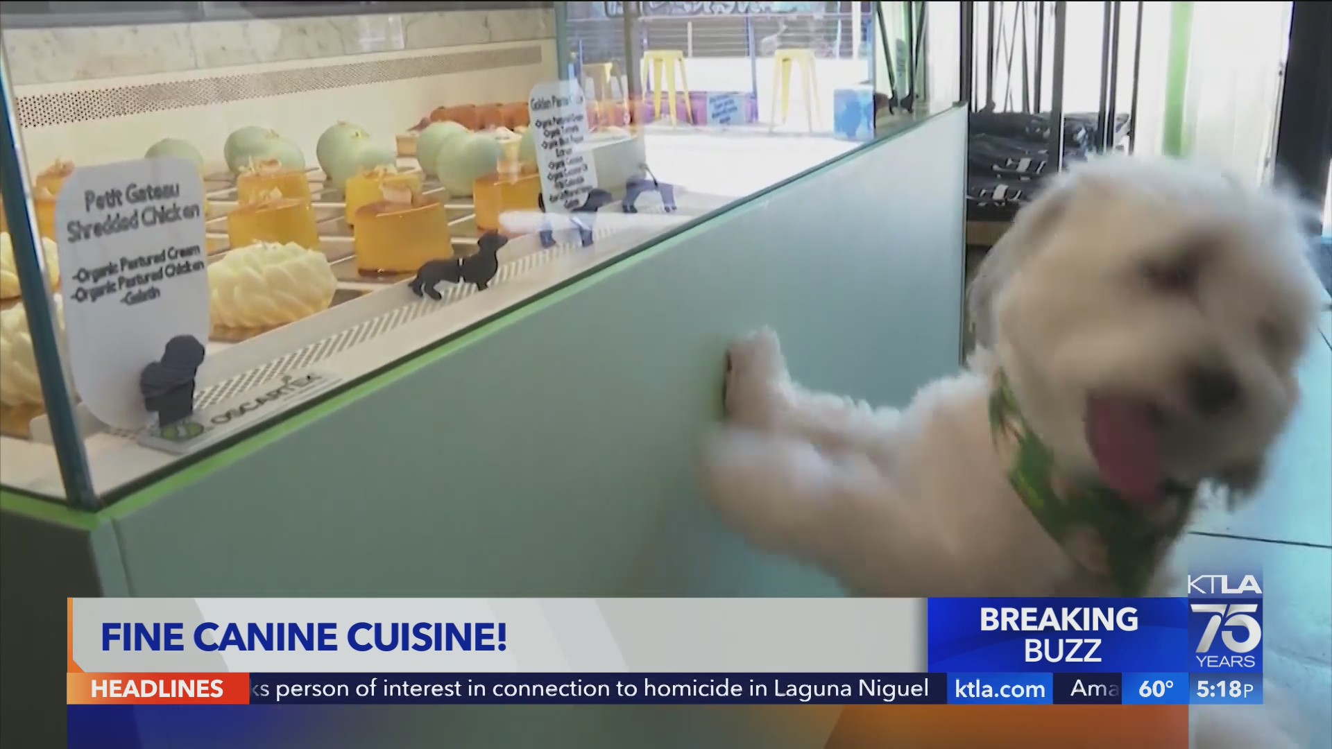 Feel like pampering your pup? San Francisco’s Dogue restaurant offers ...