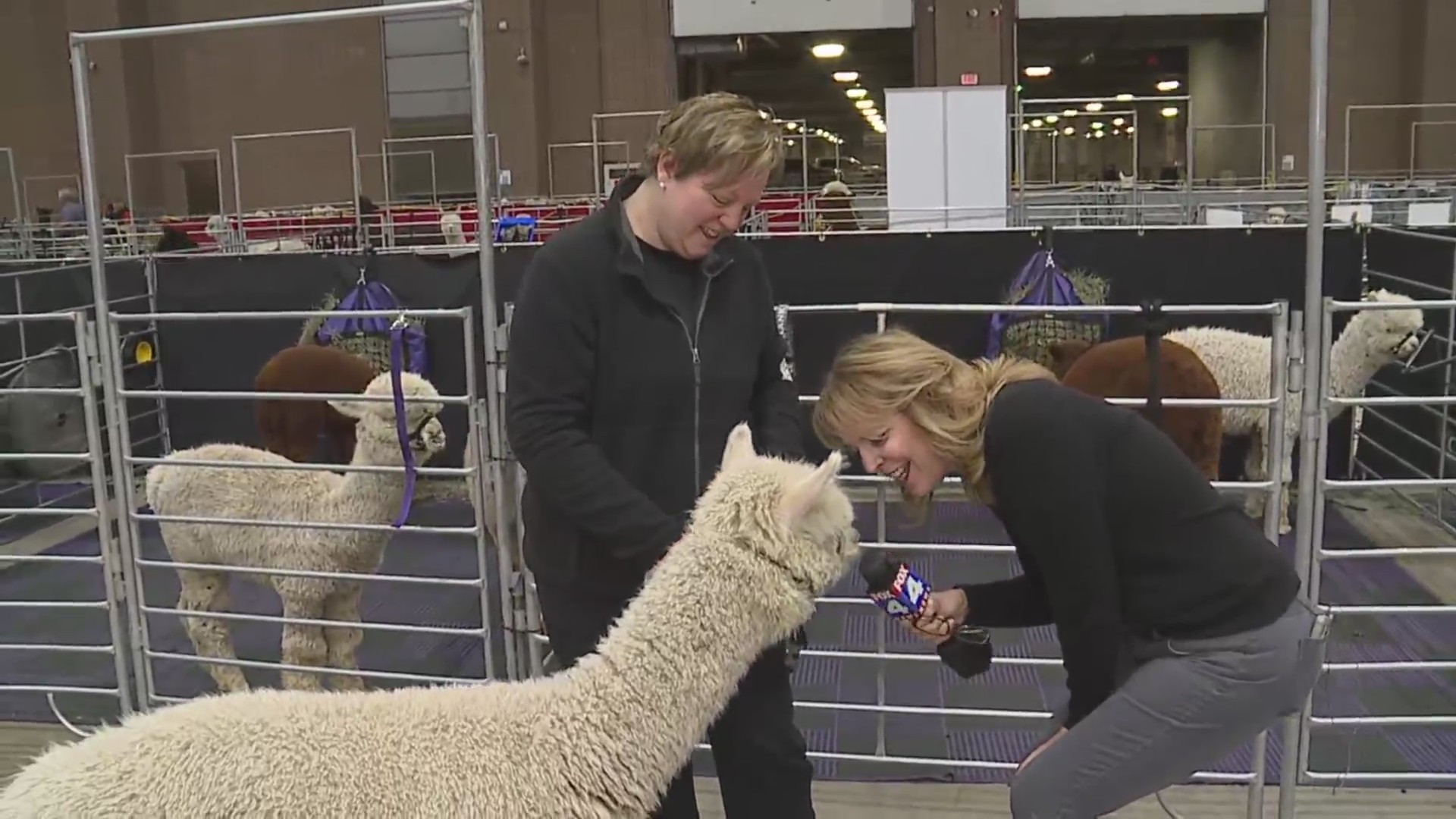 MOPACA: Alpacas compete in KC, including the social media famous Oliver ...