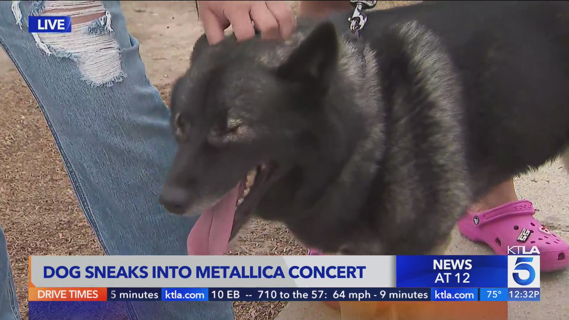 Good doggo sneaks into Metallica concert at SoFi Stadium – WFLA