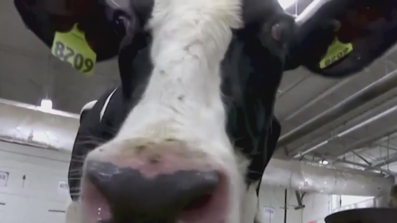 Farmers forced to dump excess milk | Morning in America – NewsNation