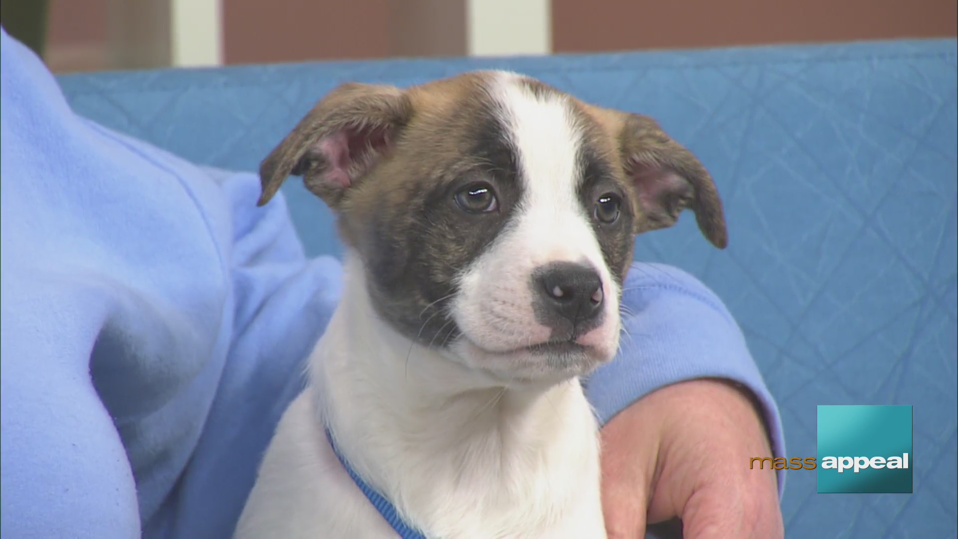 Mass Appeal Pet of the Week: Meet Dolce! – WWLP