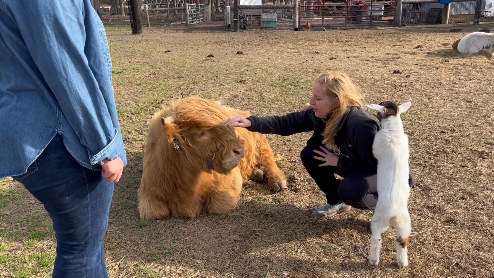 Moo Moo’s Farm: Where community and animals come together – WNCT