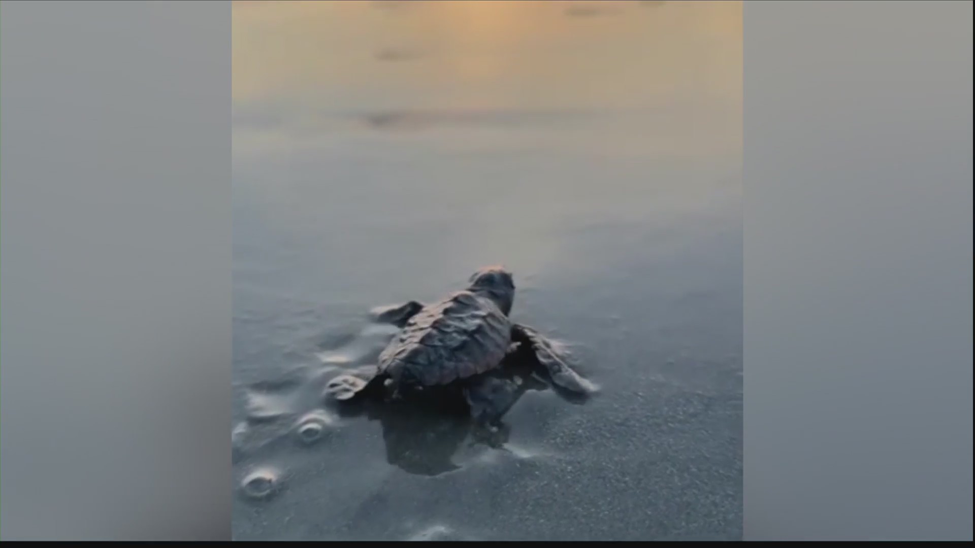 Hilton Head Island sees results from revised sea turtle protection ...