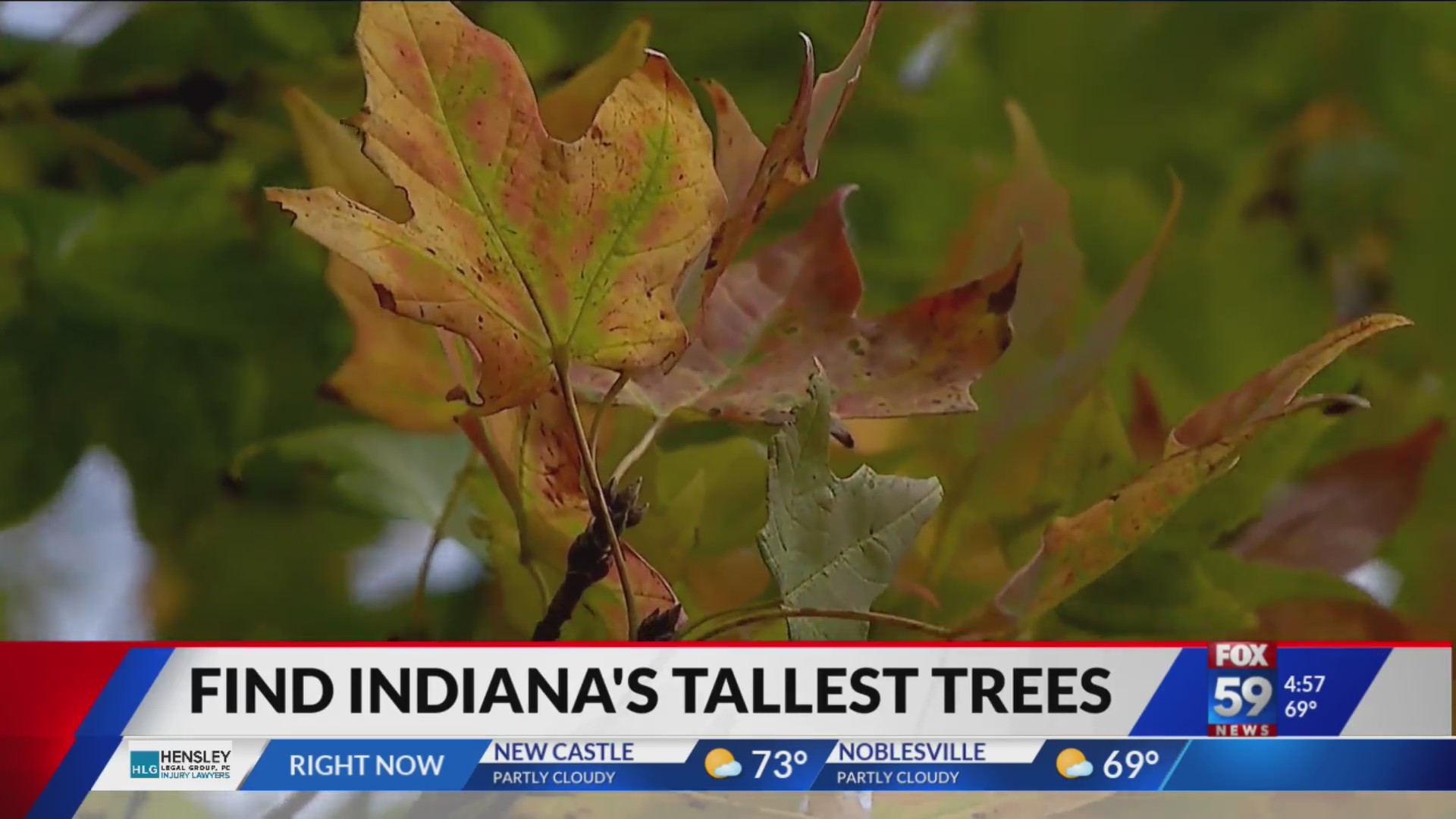 Have a tall tree near you? Indiana DNR wants to hear about it – Fox 59