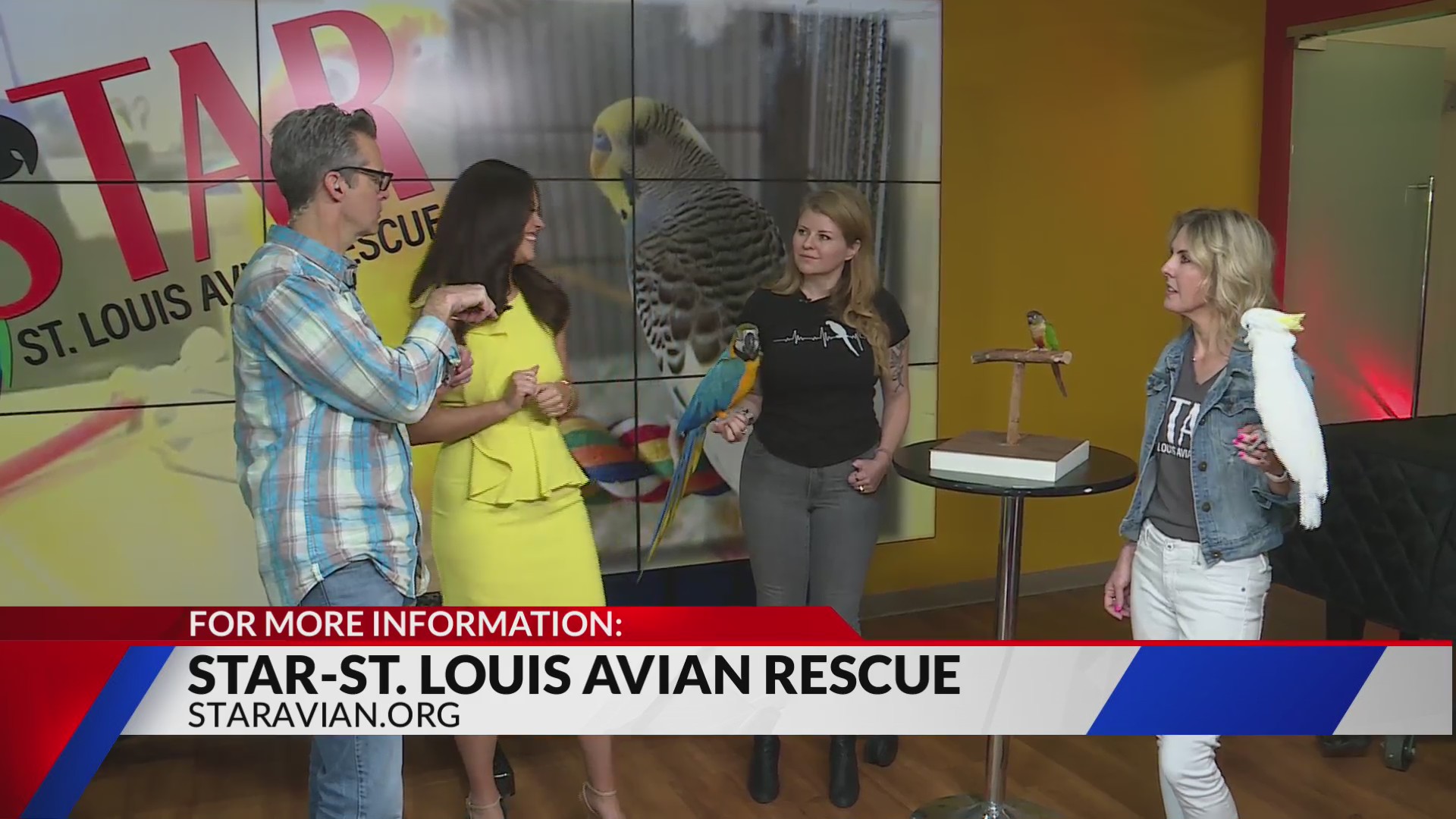 Check out some feathered friends at Star-St. Louis Avian Rescue – FOX 2