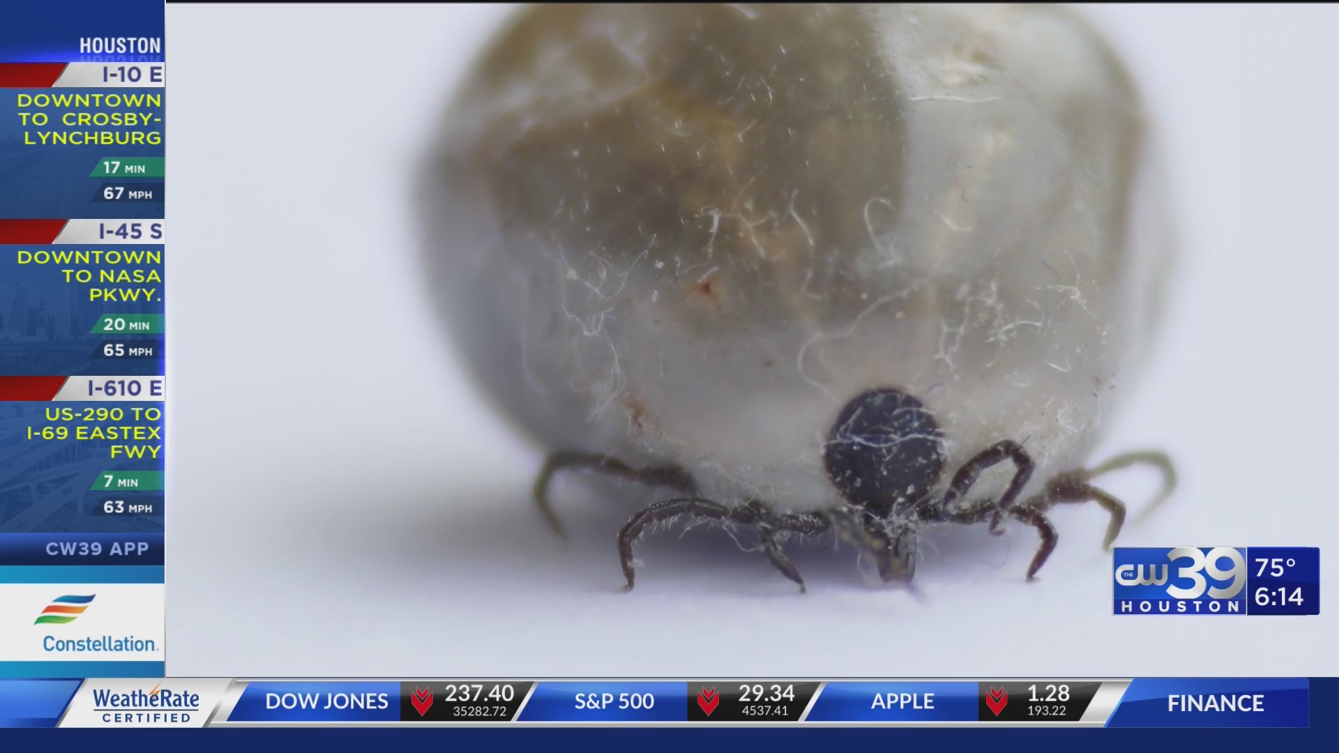 Where to find the ticks that are causing an allergic reaction to meat ...