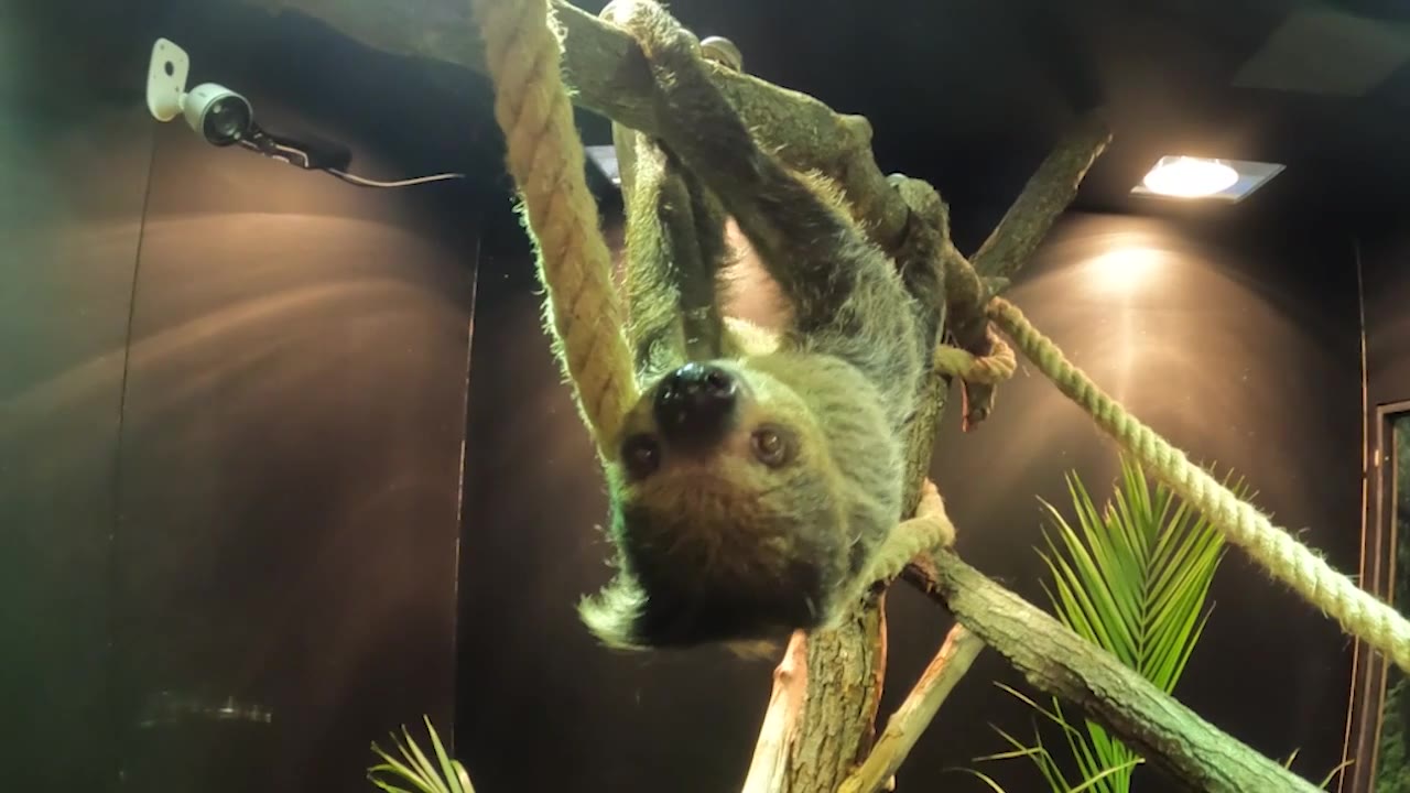 Conn. Science Center exhibit gives up-close look at a two-toed sloth ...