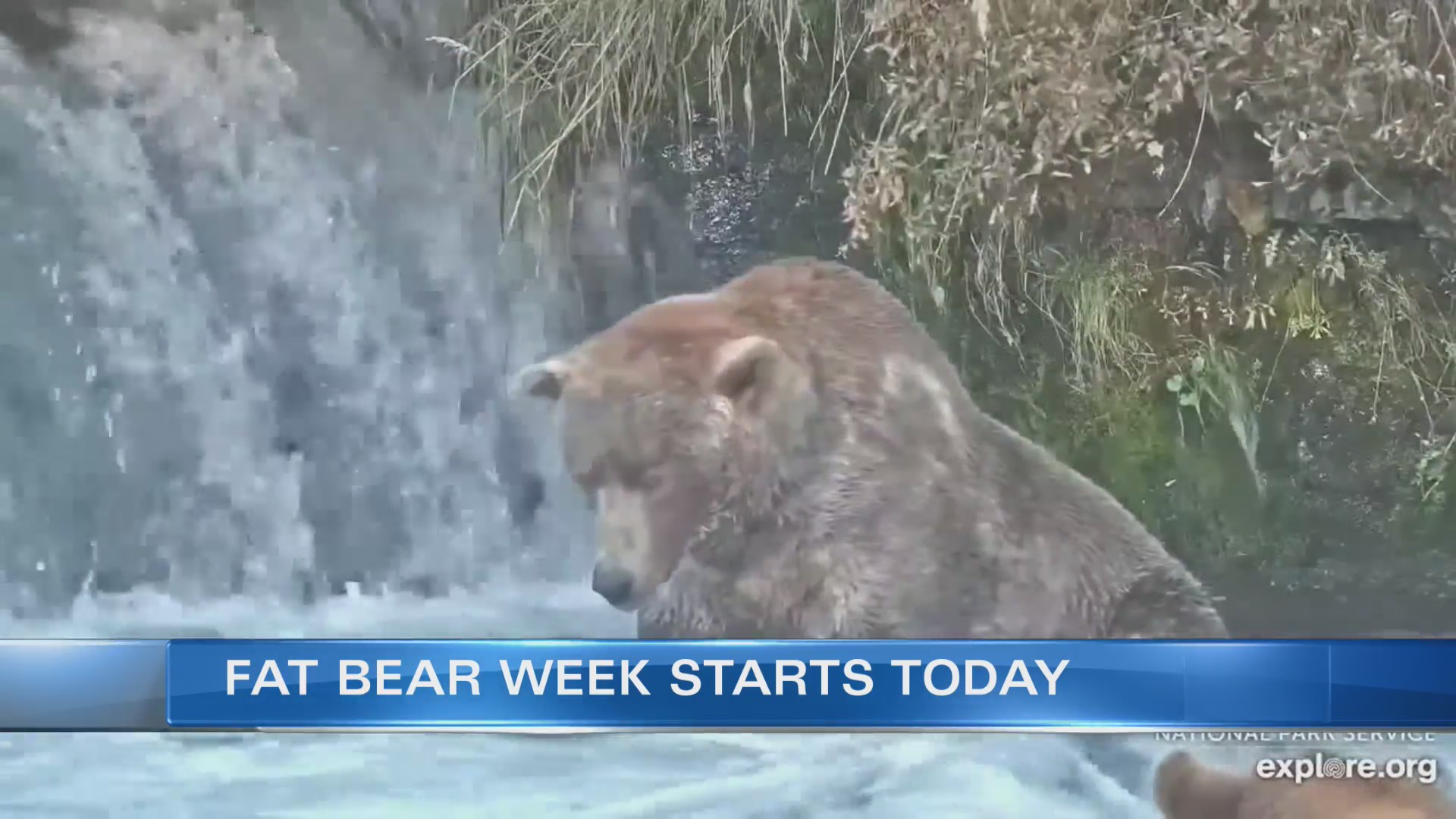 Fat Bear Week 2022 starts Wednesday: Vote for the chubbiest bears here ...