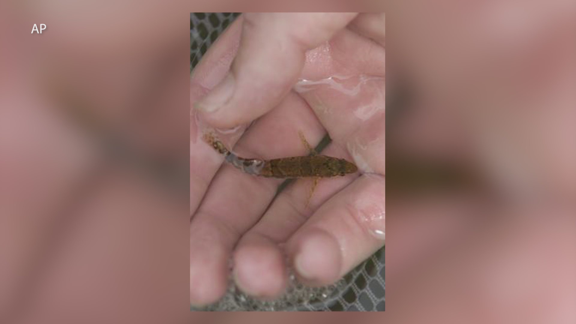 Snail Darter declared officially recovered, ending decades-long ...