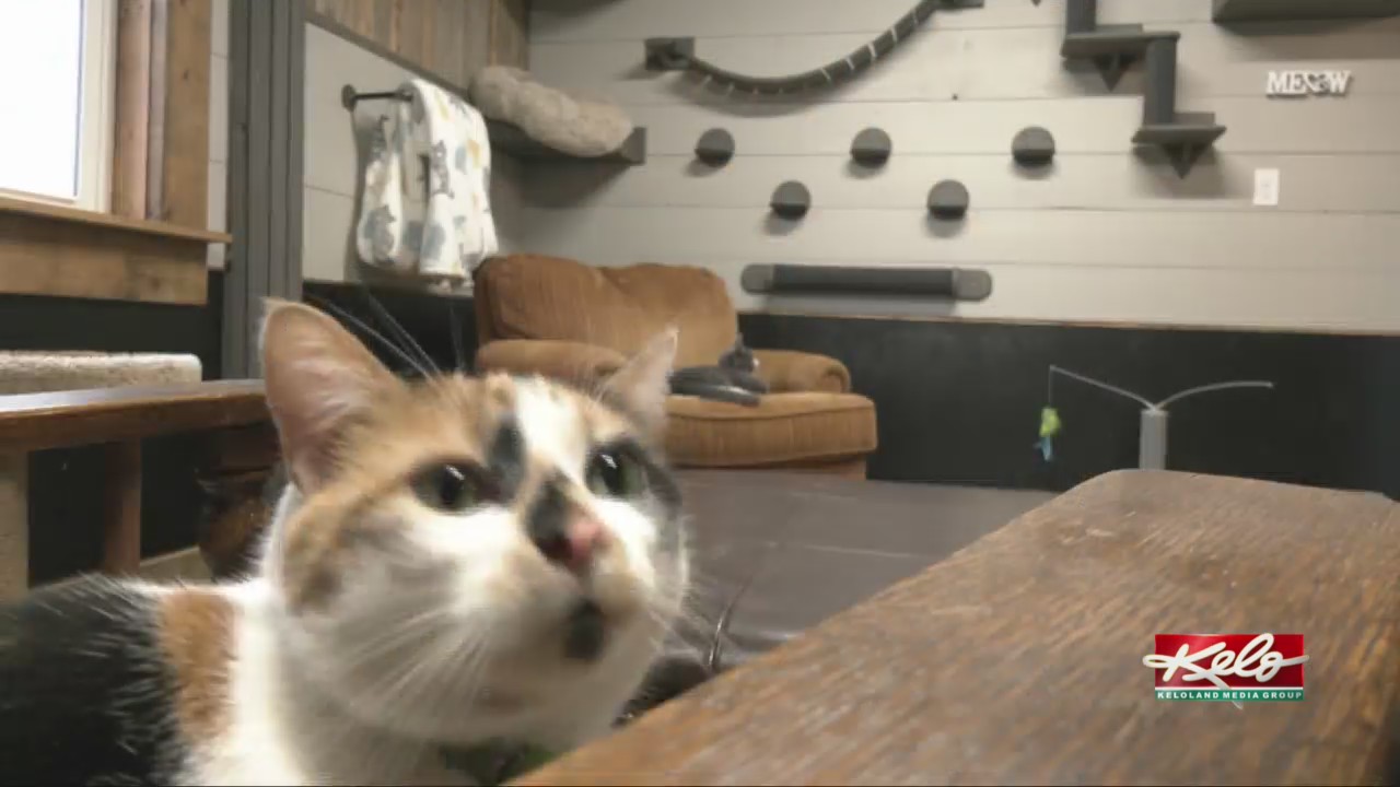 Stray cat strut: Making TNR legal – KELOLAND.com