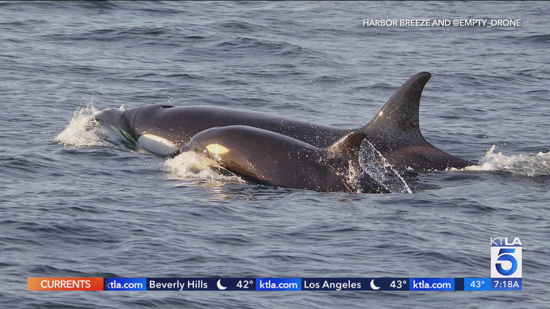 How to watch orca pods off SoCal coast – KTLA