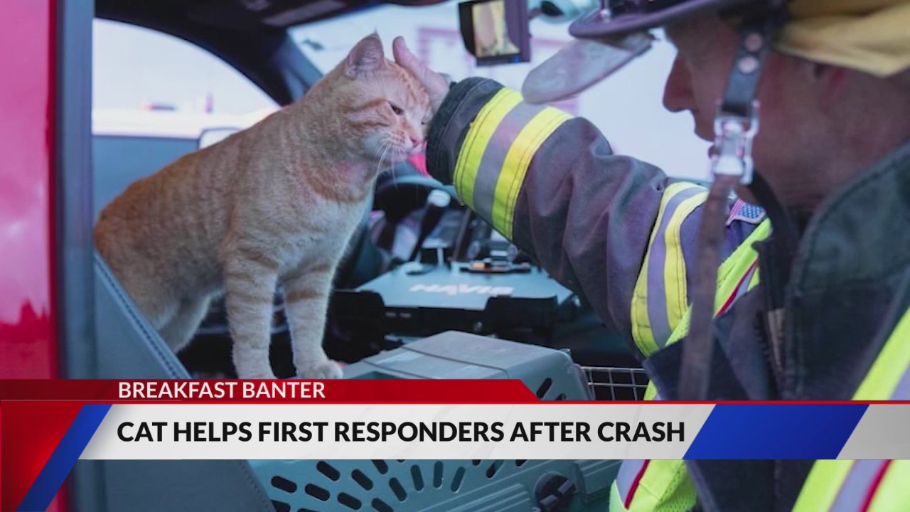 Cat Helps First Responders – FOX21 News Colorado