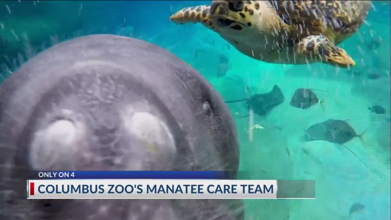 NBC4 Today’s Manatee Week continues: Meet Stubby and the Manatee Coast ...