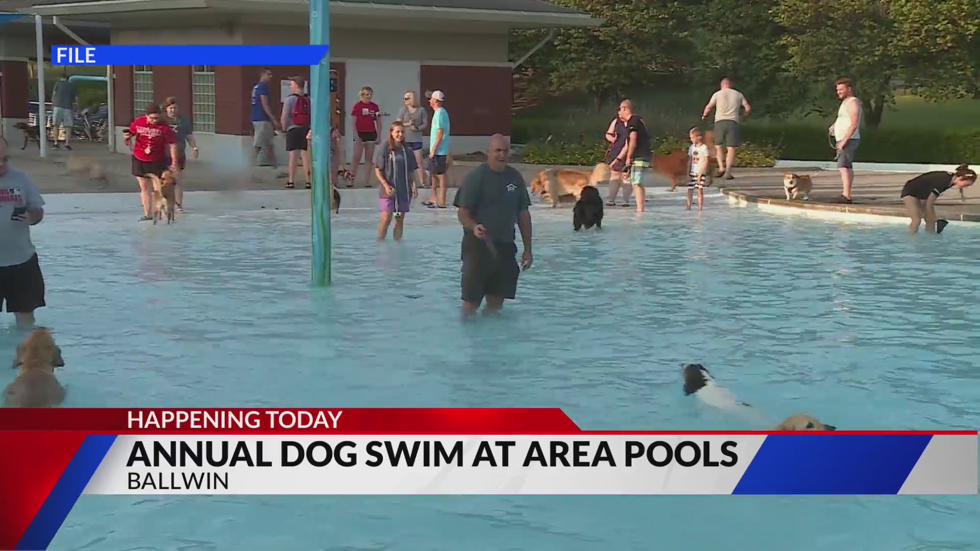 Annual dog swim at area pools today – FOX 2