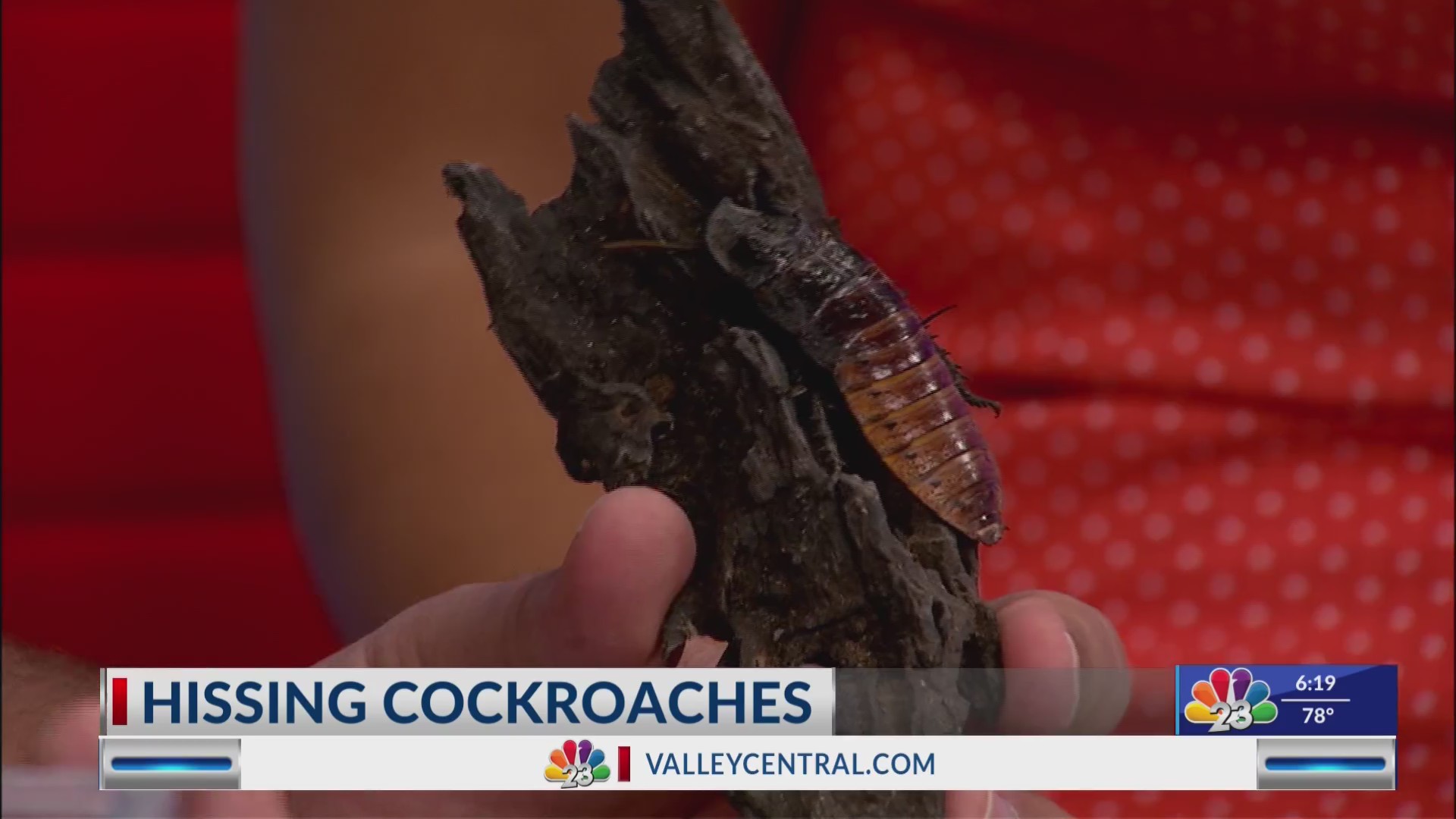 Fragile Planet Wildlife Park: Hissing Cockroaches – KVEO-TV