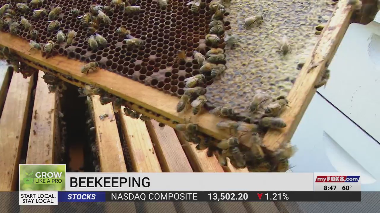 What to know about beekeeping on this week’s Grow Like a Pro – FOX8 WGHP