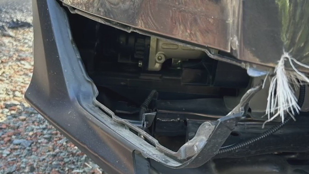 More animals being hit by cars in Triad – FOX8 WGHP