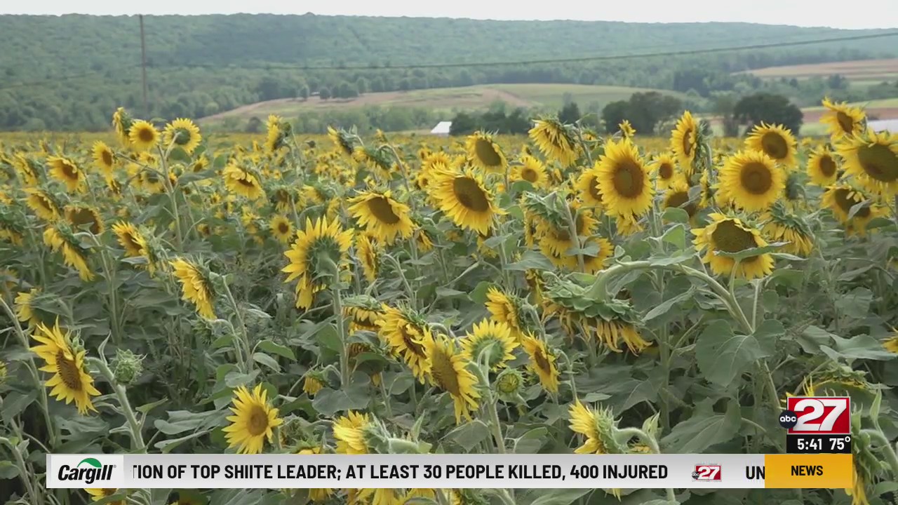 Drought conditions impacting Pennsylvania sunflower industry – ABC27